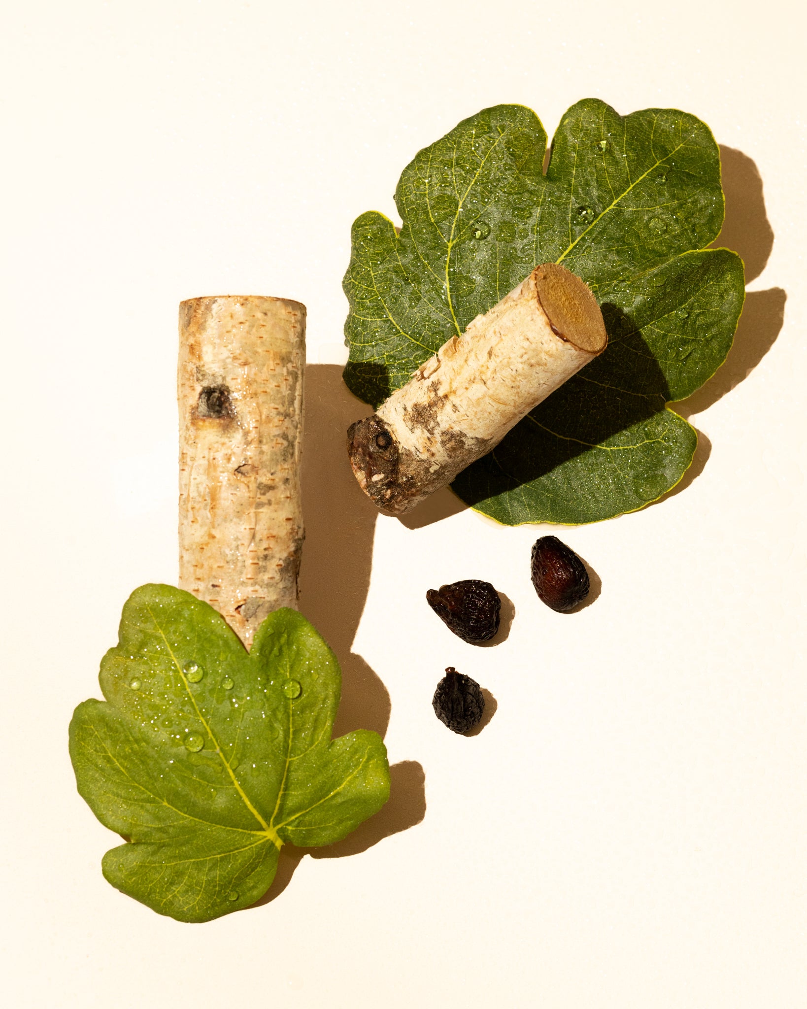 dried fig leaf